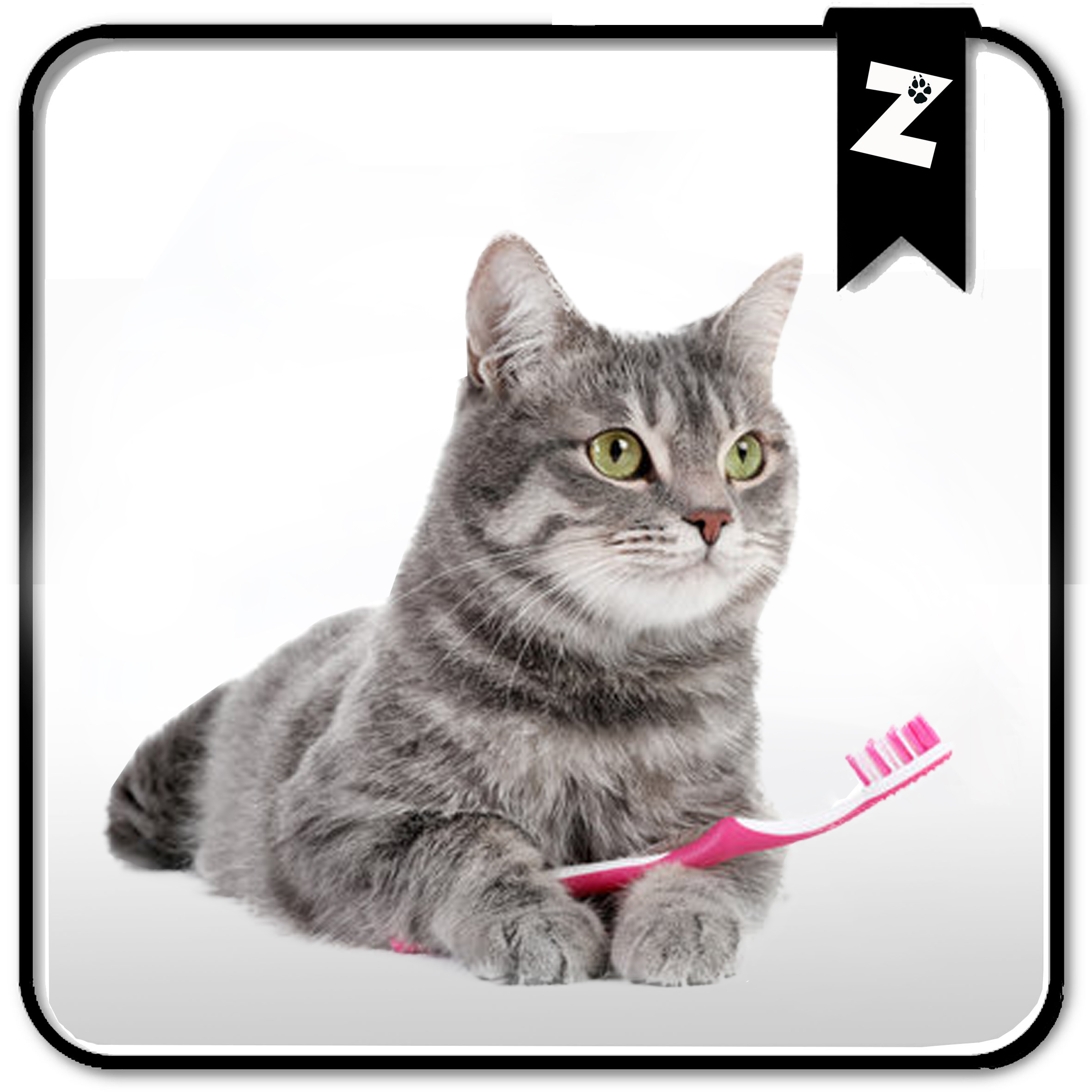 Z'animo - HYGIENES CHAT