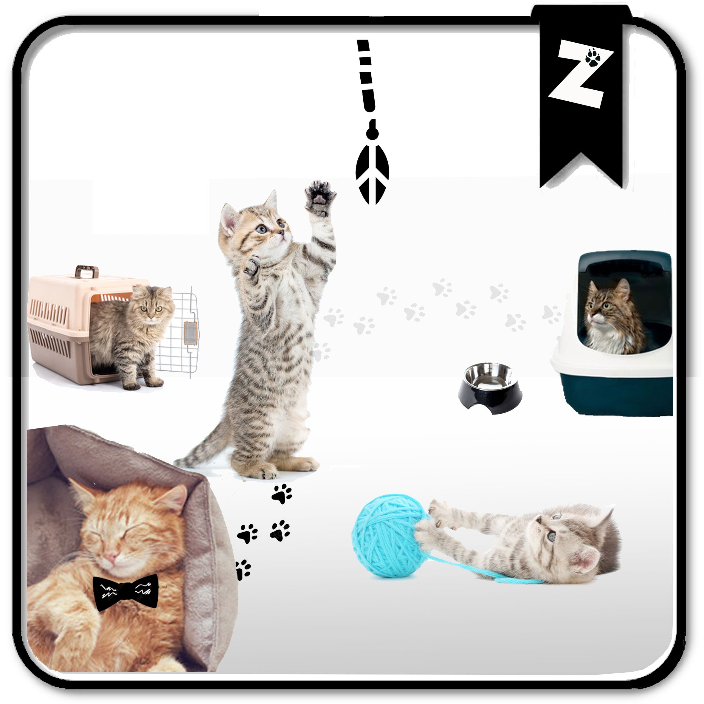 Z'animo - Accessoires Chats